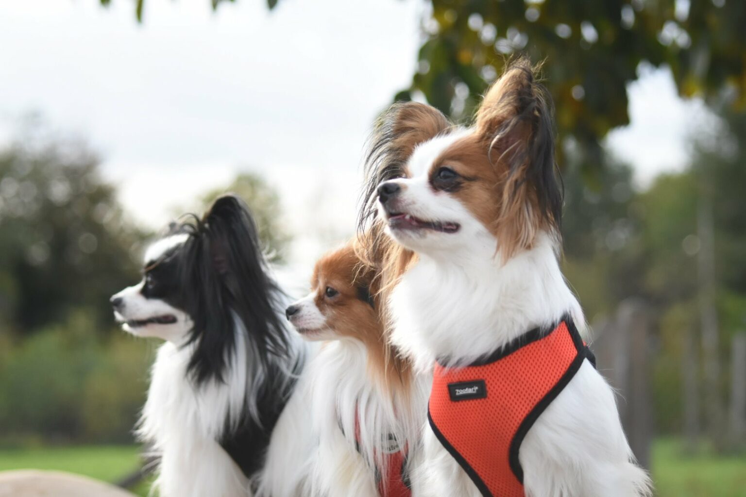 Het Skelet/ anatomie van de hond – Papillon Kennel v.d. Herikervlier